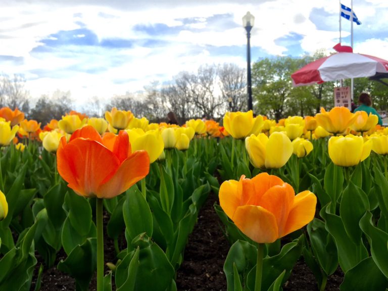 Your Ultimate Guide to a 3 Day Montreal Weekend Trip On a Budget ...