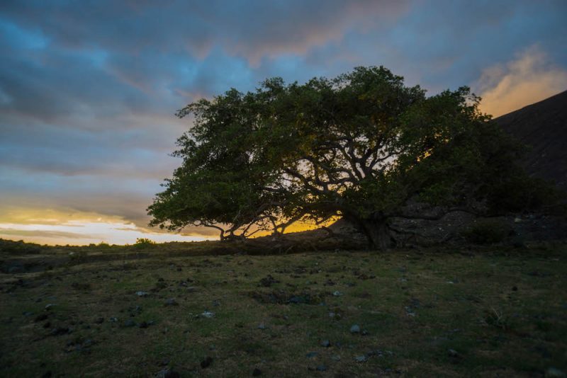 Telica Volcano Trees at Sunset – Eternal Arrival