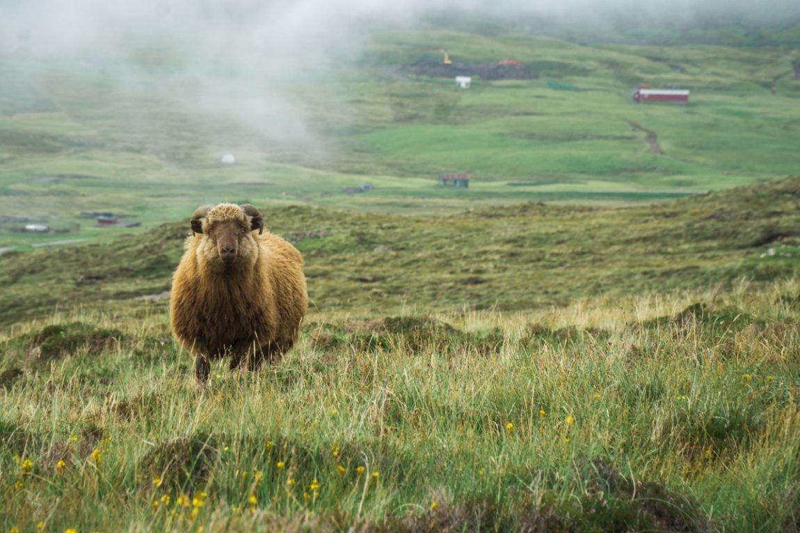 13 Photos of Faroese Sheep to Brighten Up Your Day – Eternal Arrival