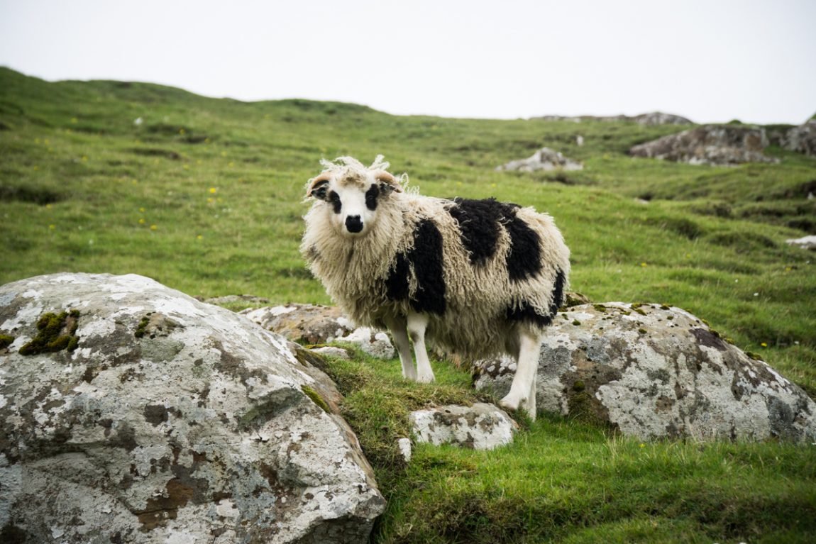 13 Photos of Faroese Sheep to Brighten Up Your Day – Eternal Arrival