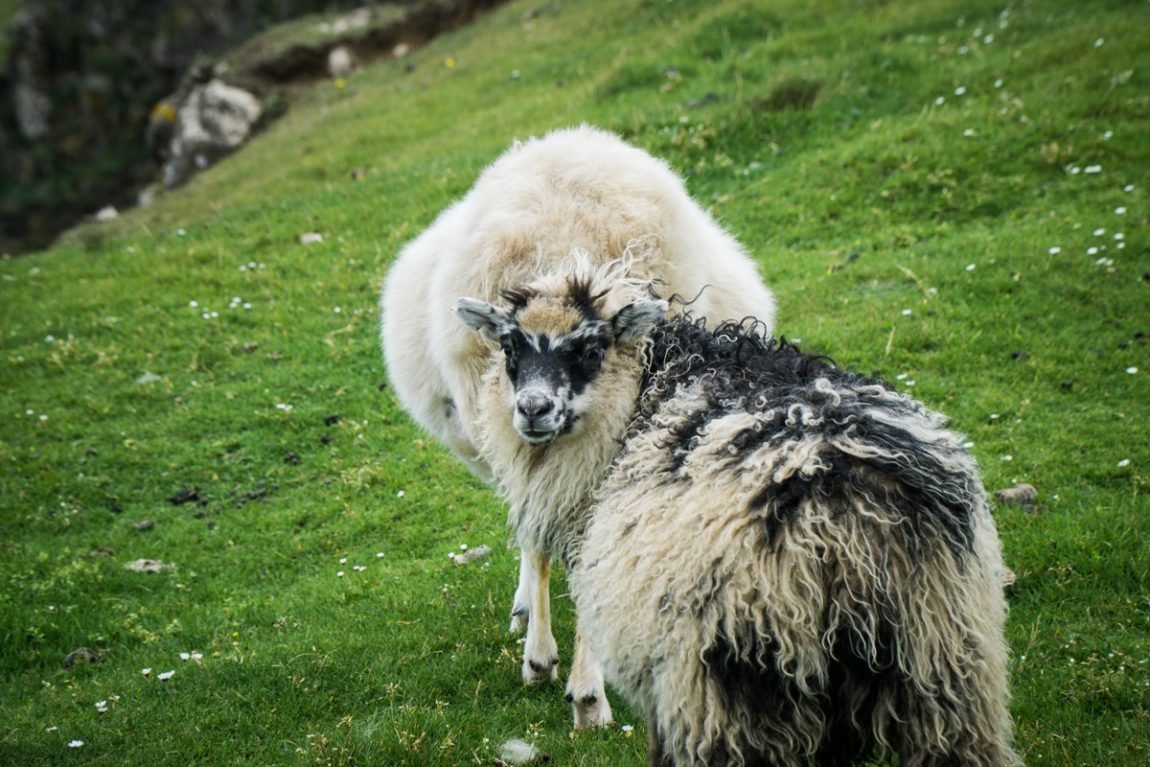 13 Photos of Faroese Sheep to Brighten Up Your Day - Eternal Arrival