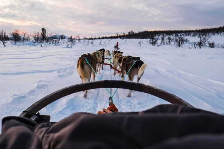 13 Best Tromso Husky Tours & Best Tips for Dog Sledding in Tromso [2023 ...