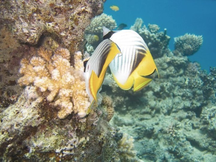 Snorkeling in Moorea: Best Tours & Snorkel Spots on the Island ...