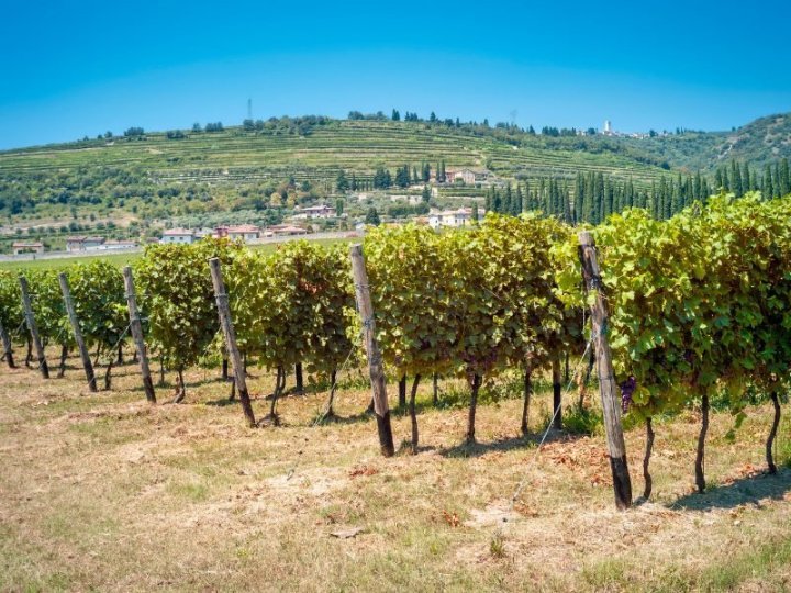 3 Best Amarone Wine Tours from Verona [Curated By a Wine Nerd ...