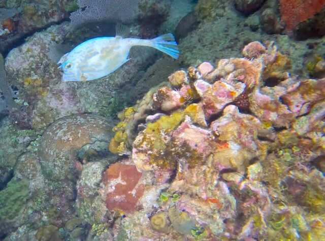 21 Unbelievable Things to Do in Utila, Honduras – Eternal Arrival