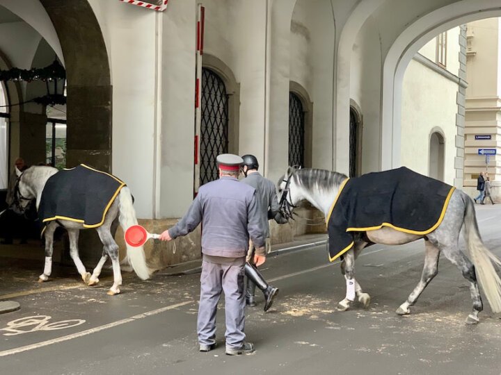 Spanish Riding School in Vienna: 5 Ways to See the Magic [2025 ...
