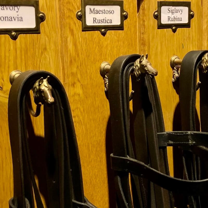 spanish-riding-school-vienna-reins - Eternal Arrival