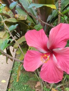 Tavoro Waterfalls: How to Hike the 3 Bouma Falls in Taveuni – Eternal ...