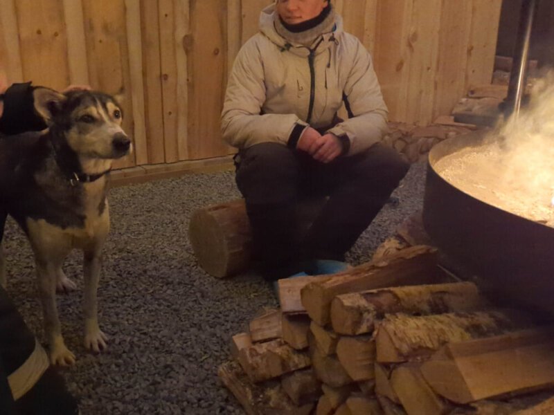 Dog Sledding in Alta: My Experience & Tips For Your Husky Tour ...