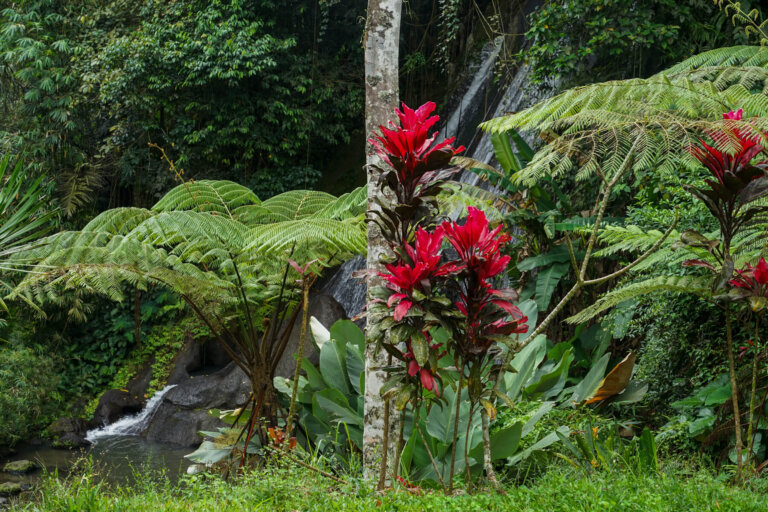 Campuhan Antapan Waterfall, Bali: Leke Leke’s Quieter Neighbor ...